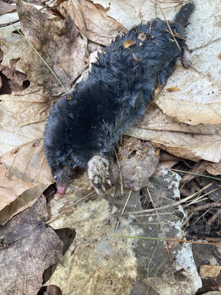 Hairy-tailed Mole from Simcoe County, ON, Canada on May 11, 2023 at 01: ...