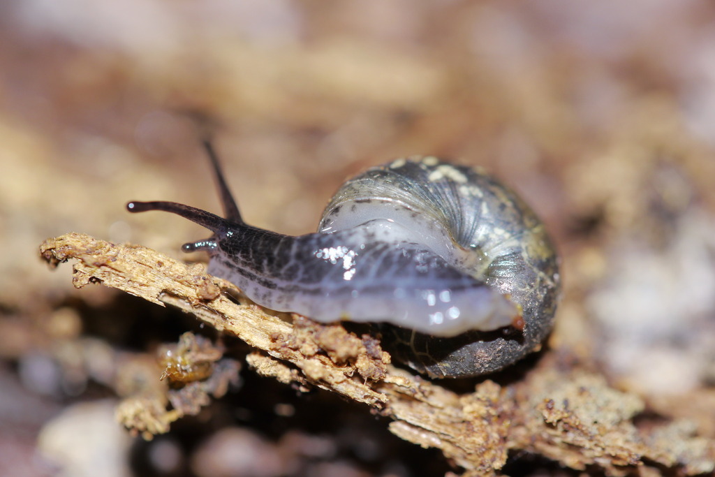 Charopidae from Melbourne VIC, Australia on November 2, 2023 at 04:07 ...