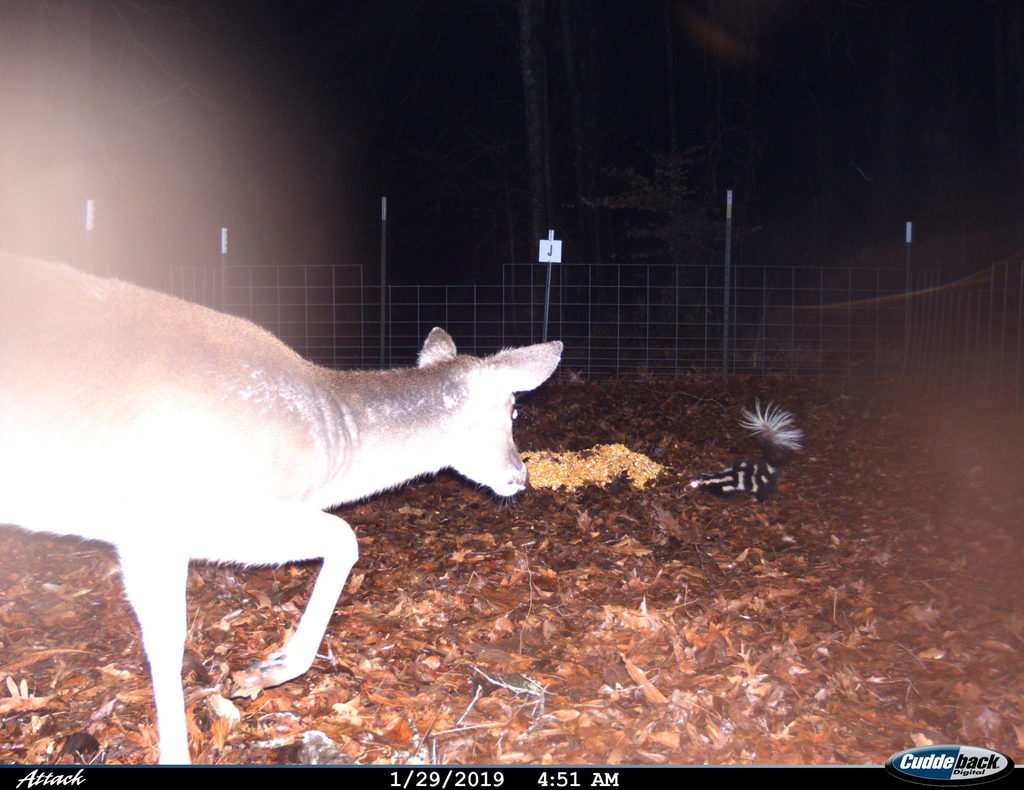 Eastern Spotted Skunk in January 2019 by Kathy Riggs Shelton. Photo ...