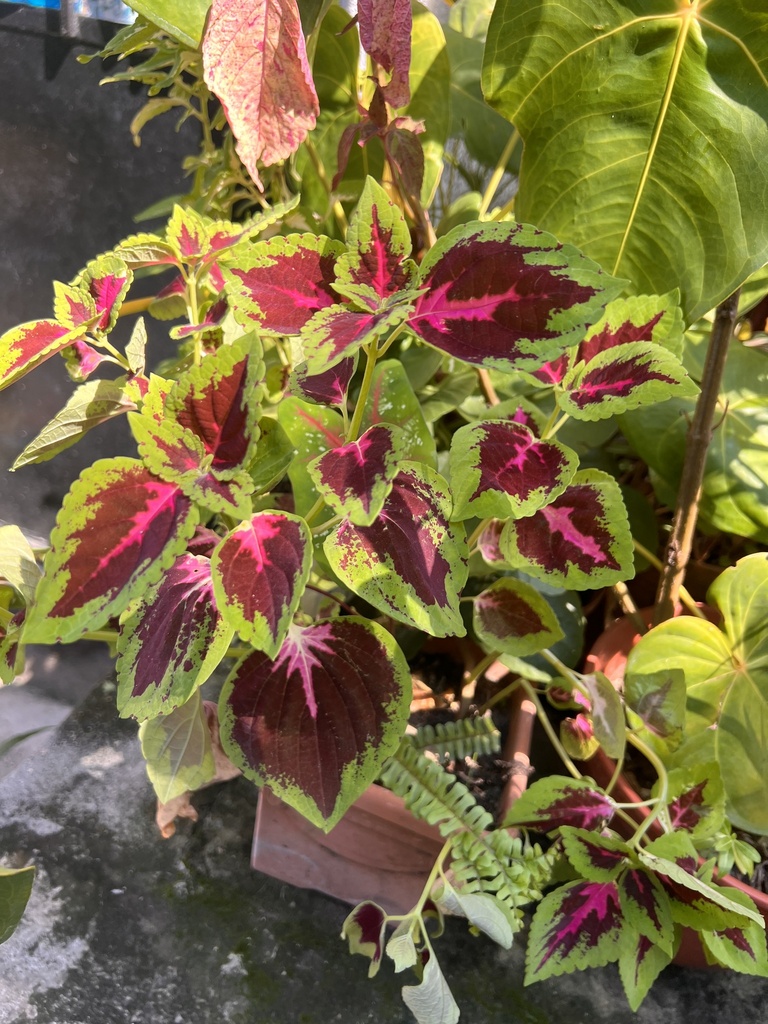 Coleus from Calle Marlin, Yelapa, Jal., MX on July 24, 2023 at 02:59 PM ...