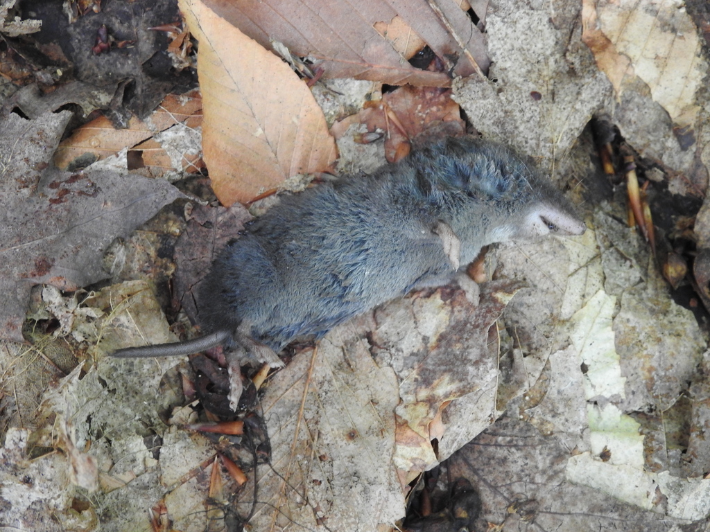 Northern Short-tailed Shrew from 325 Line 15 N, Orillia, ON L3V 6H1 ...