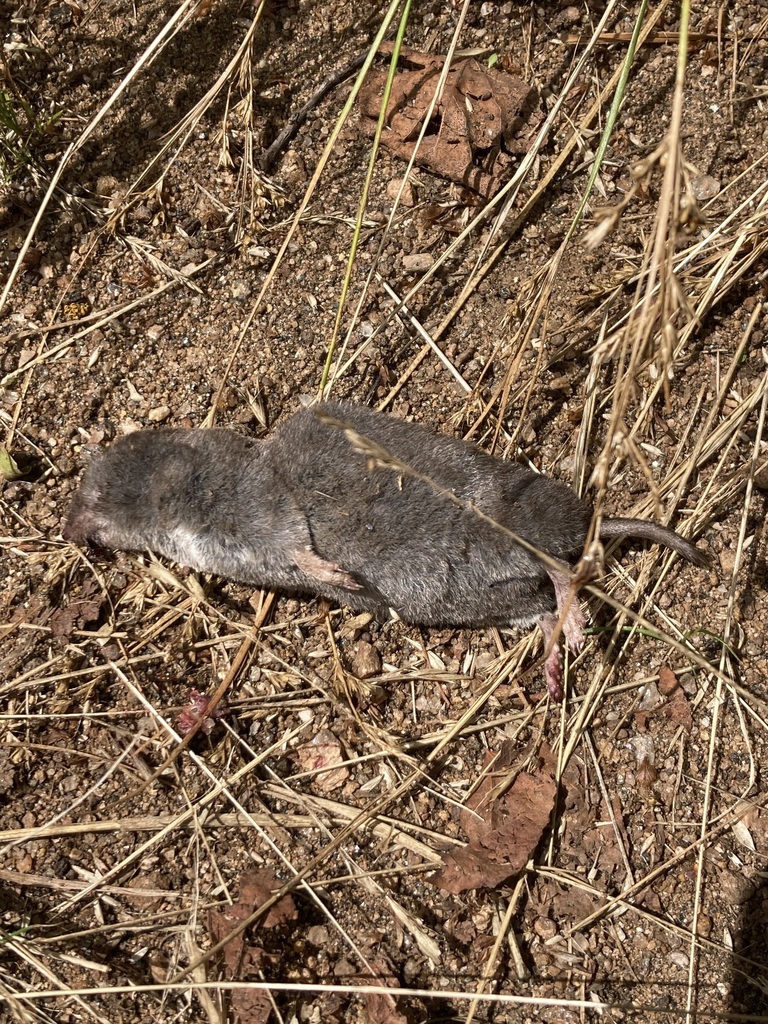 Northern Short-tailed Shrew from Kawartha Lakes, ON, Canada on July 30 ...