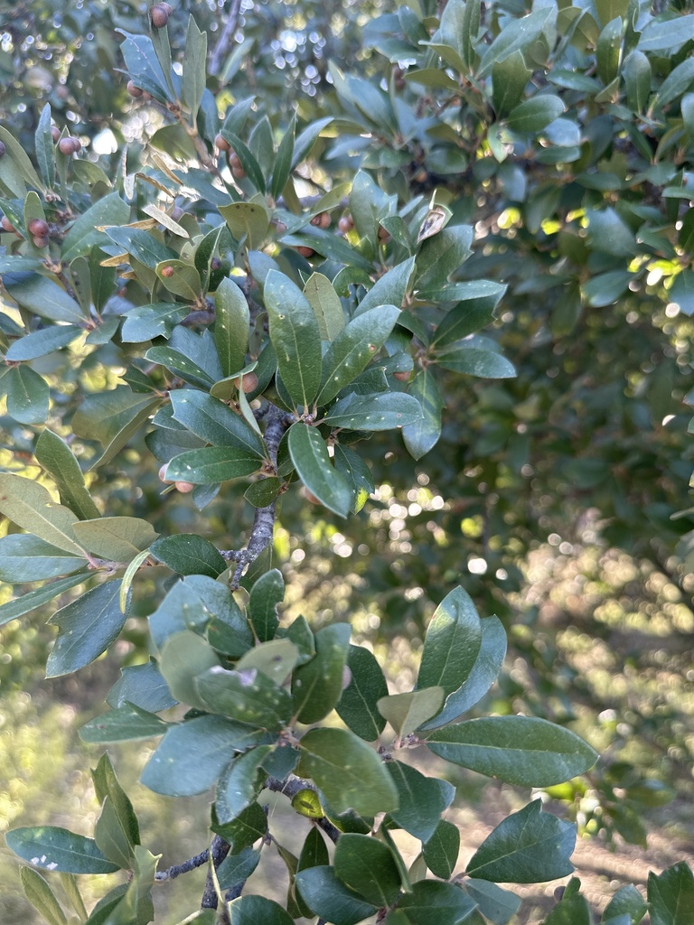 Texas live oak from Cisco, TX, US on November 7, 2023 at 03:34 PM by ...