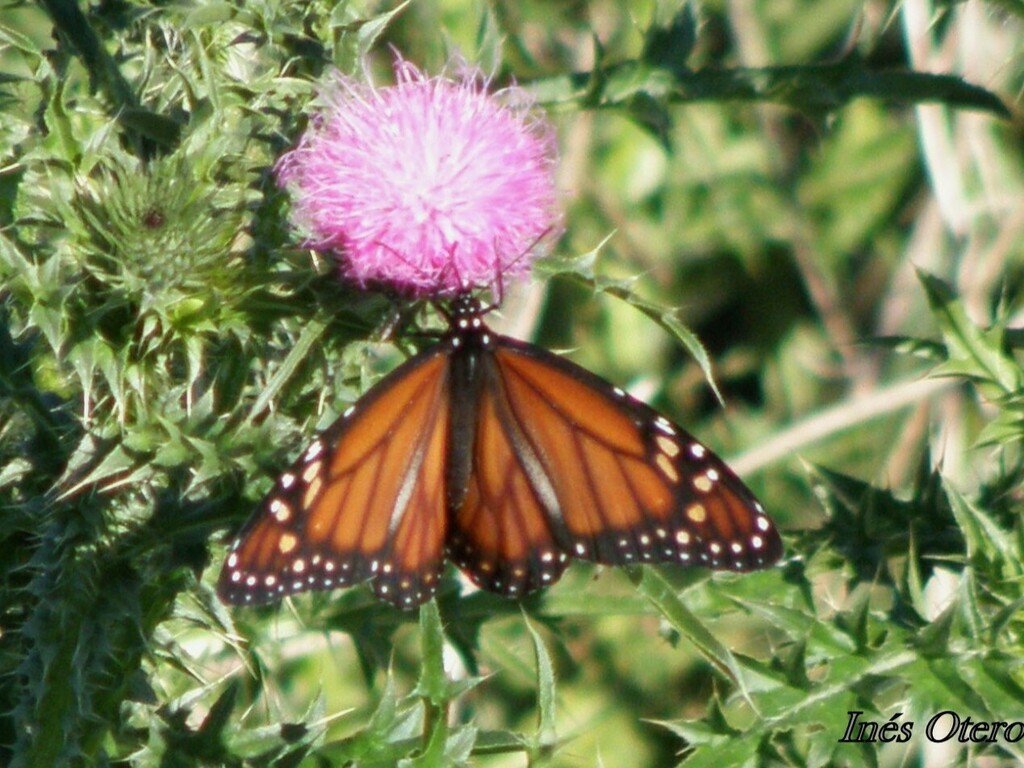 Southern Monarch in May 2010 by Ines Otero · iNaturalist