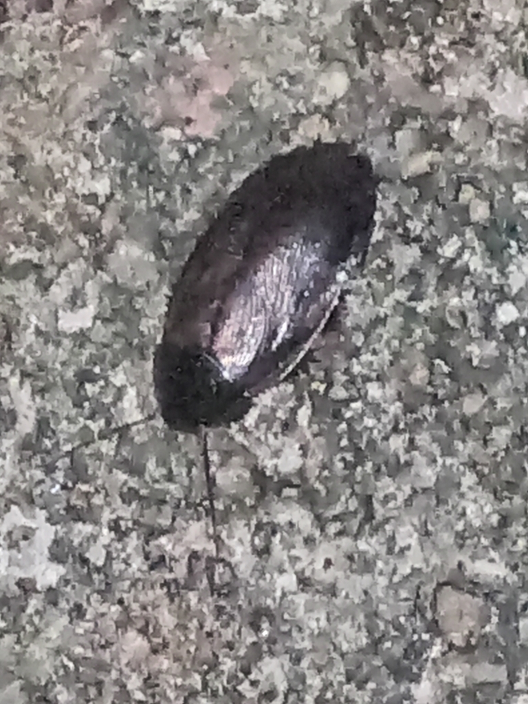 Surinam Cockroach from Santo Domingo 10105, República Dominicana on ...