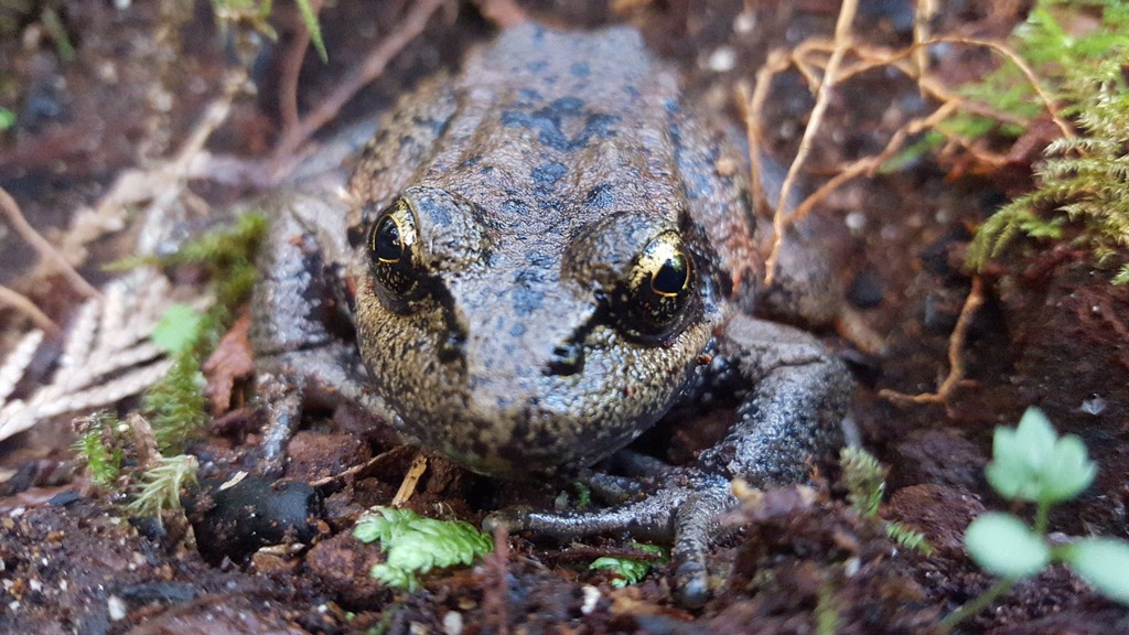 Northern Red-legged Frog from Sunshine Coast Regional District, BC ...