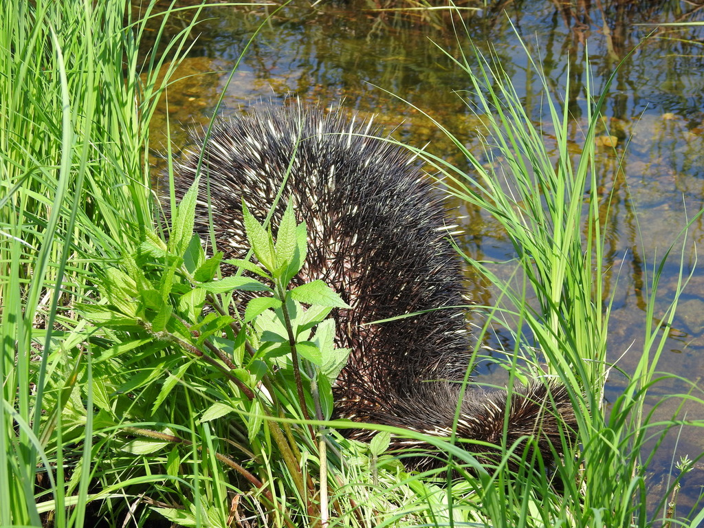 North American Porcupine from Kawartha Lakes, Ontario, Canada on May 27 ...