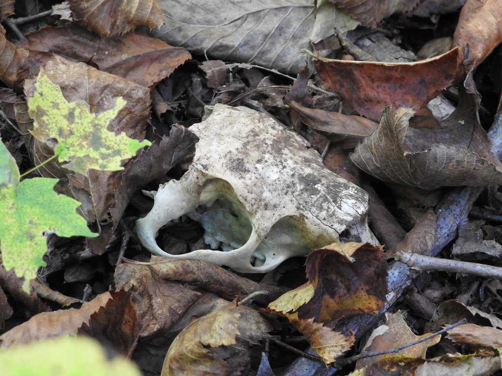 North American Porcupine from Simcoe, Ontario, Canada on October 1 ...