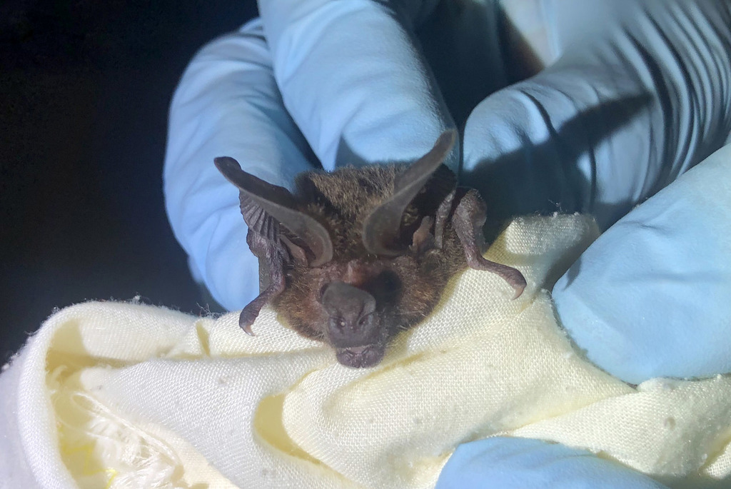 Round-eared Bats from Alajuela Province, San Carlos, Costa Rica on ...