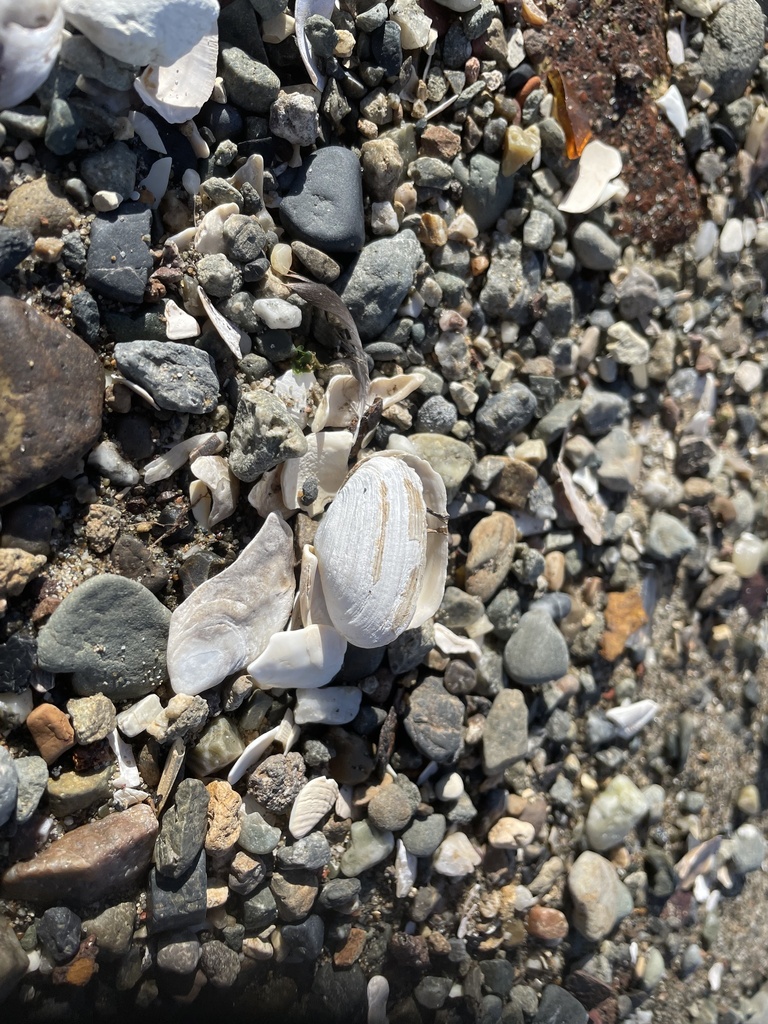 Soft-shelled Clam from San Pablo Bay, Richmond, CA, US on November 7 ...