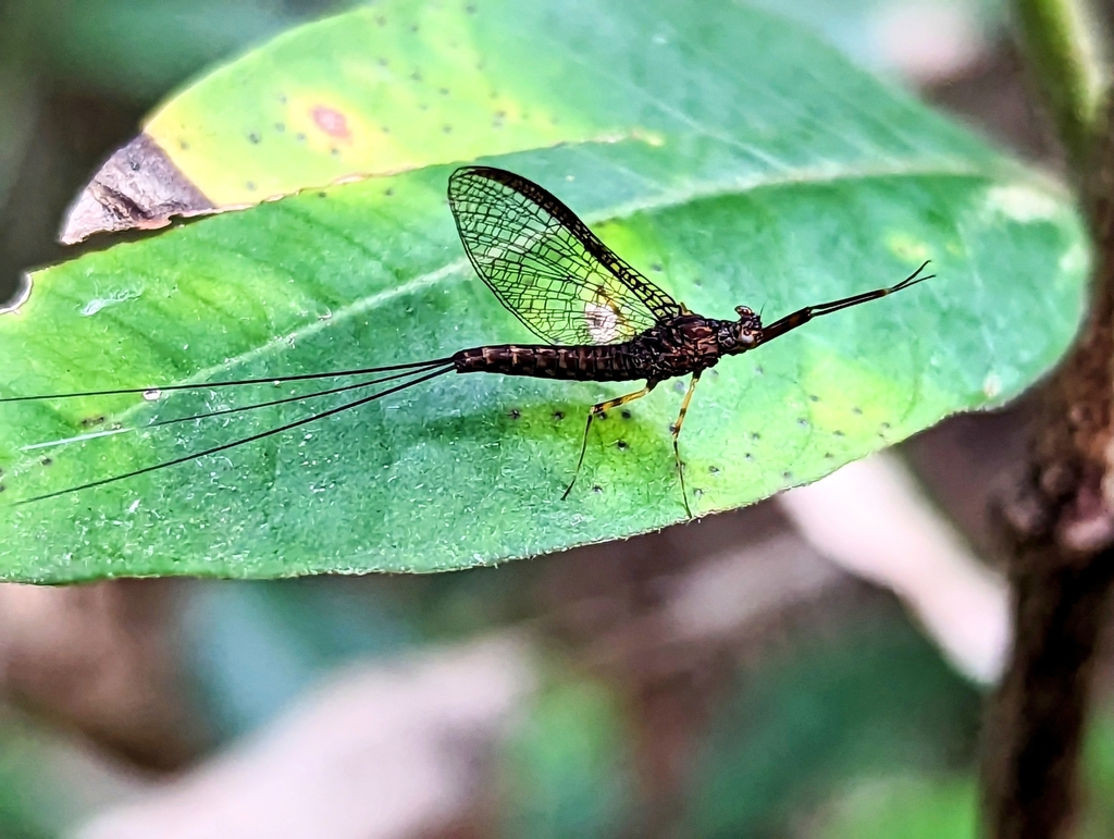 Mayflies from Tamborine Mountain QLD 4272, Australia on November 8 ...