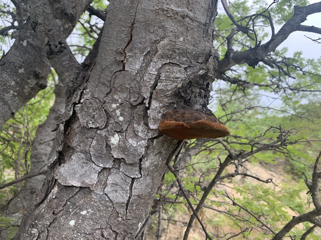 Phellinus rimosus complex from Carretera a los Planes, La Paz, B.C.S ...