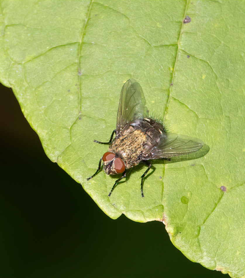 Common Cluster Fly from Geode State Park on August 12, 2023 at 08:16 AM ...