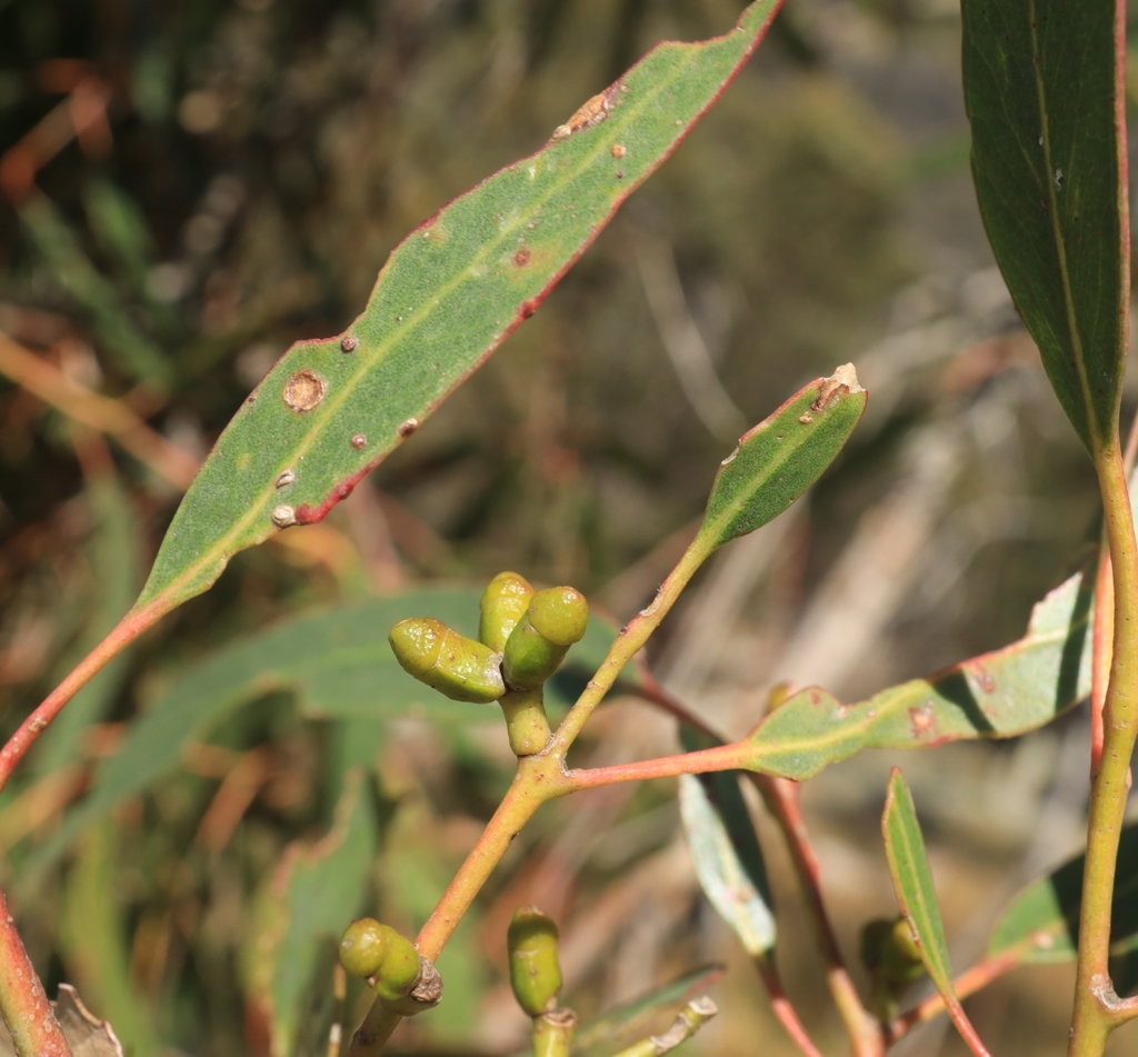 Long-leaved Box from Broadford VIC 3658, Australia on November 7, 2023 ...
