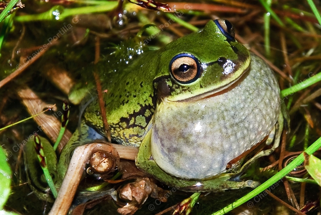 Green Dotted Tree Frog from Supatá, CO-CU, CO on March 8, 2010 by ...