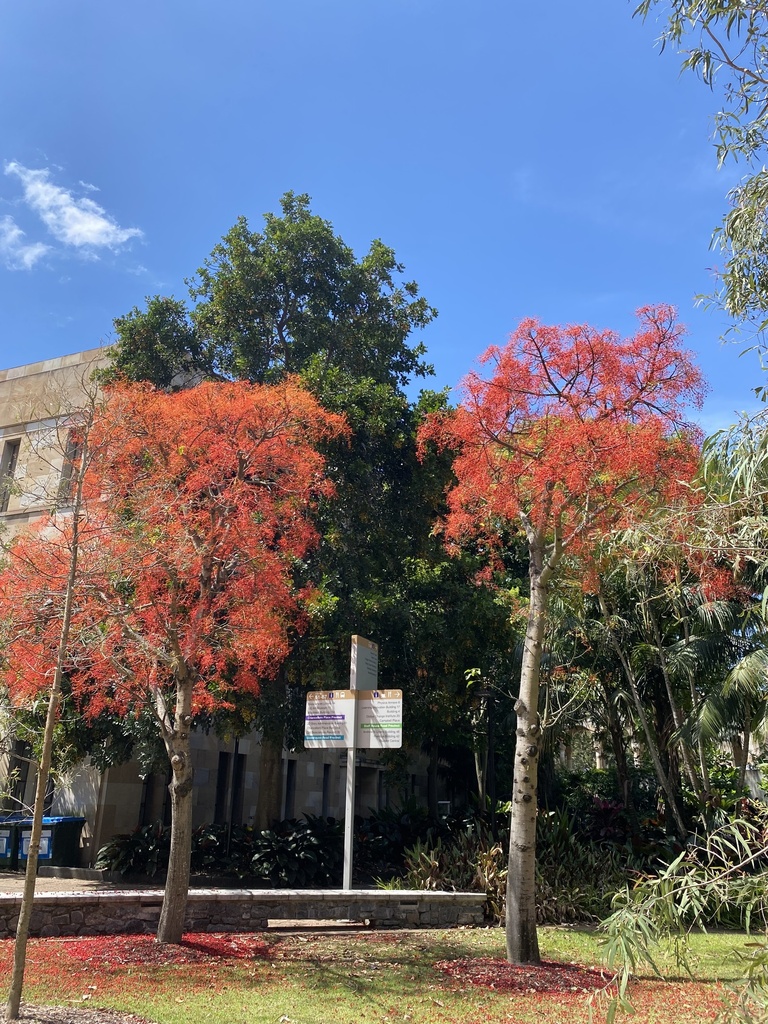 flame tree from The University of Queensland, St Lucia, QLD, AU on ...
