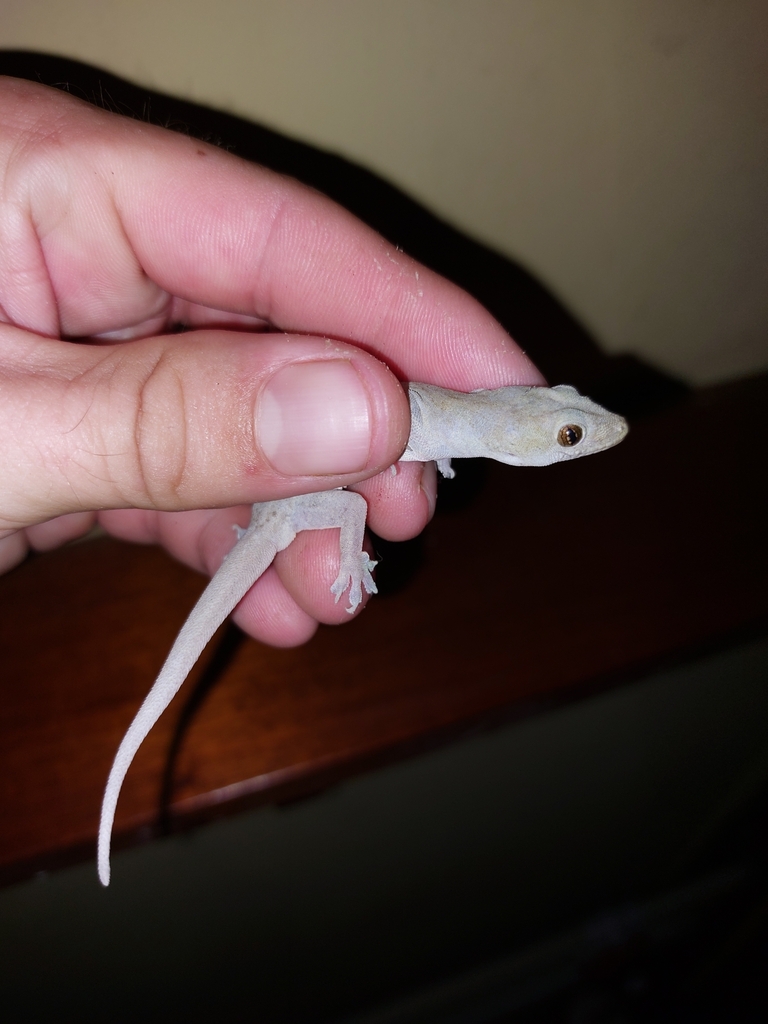 Asian House Gecko from Belize District, Belize on November 7, 2023 at ...