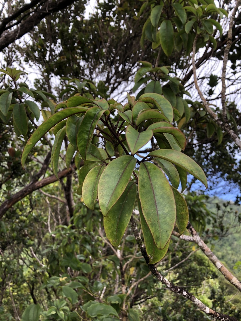 ʻŌlapa in November 2023 by Adrian Burke · iNaturalist