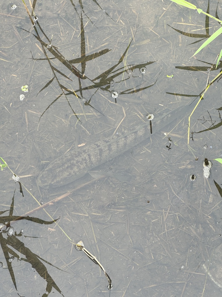Asian Snakeheads from Dangzai Dao, Taipa, MO on November 8, 2023 at 01: ...