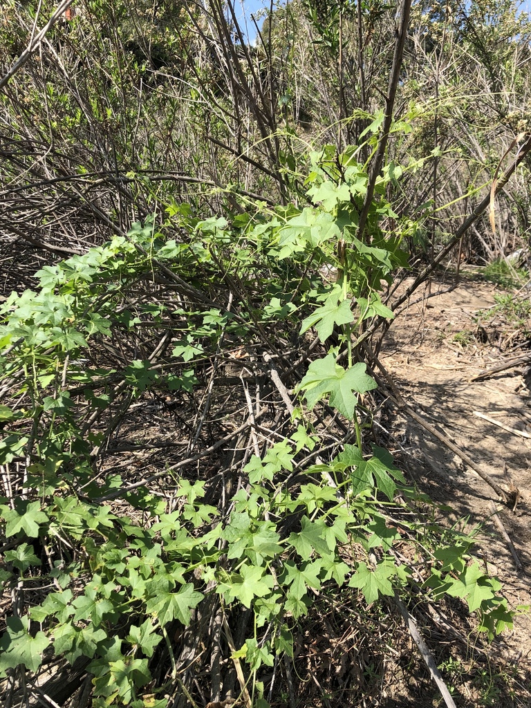 Man-roots from Eaton Canyon Natural Area, Pasadena, CA, US on March 24 ...