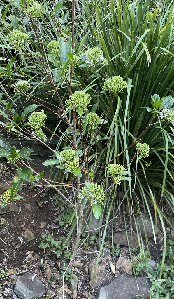 Pavetta in November 2023 by Victoria Reilly · iNaturalist