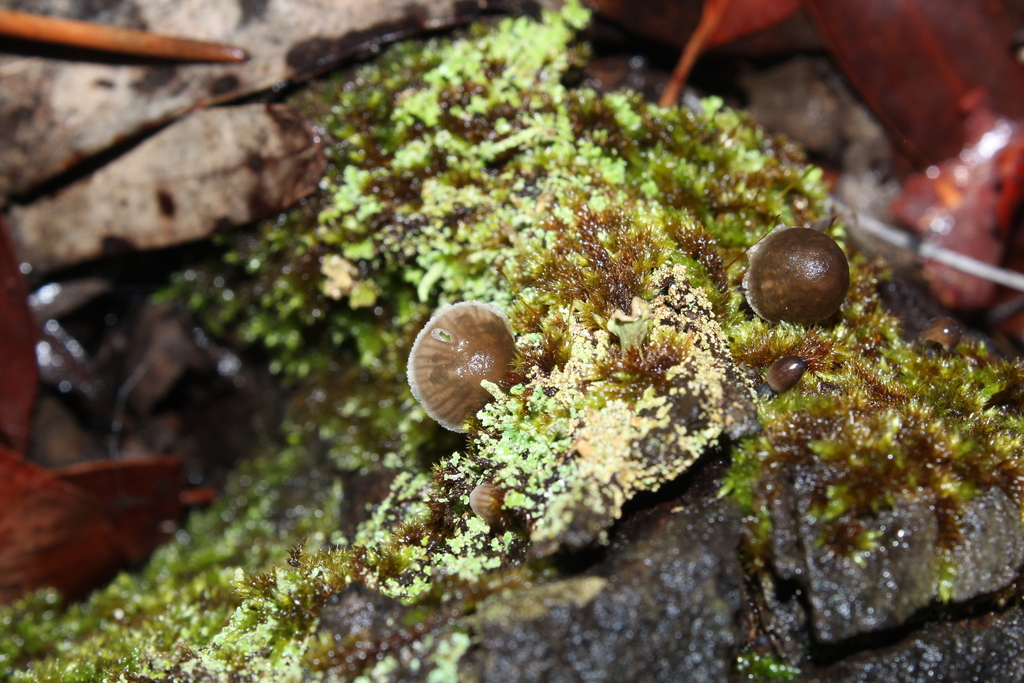 Common Gilled Mushrooms and Allies from Kuitpo SA 5201, Australia on ...