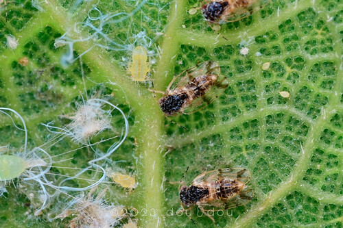 wxwtx's Favorites · iNaturalist