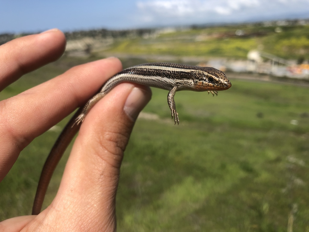 Western Skink in March 2019 by Andrew Gottscho · iNaturalist