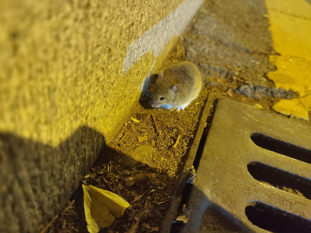 House Mouse from 清华大学 on November 8, 2023 at 06:35 PM by 寒月米狼 · iNaturalist