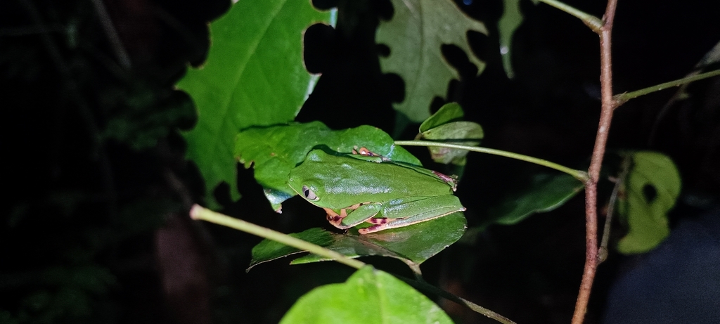 Barred Monkey Frog from 17100, Perú on October 28, 2023 at 09:15 PM by ...