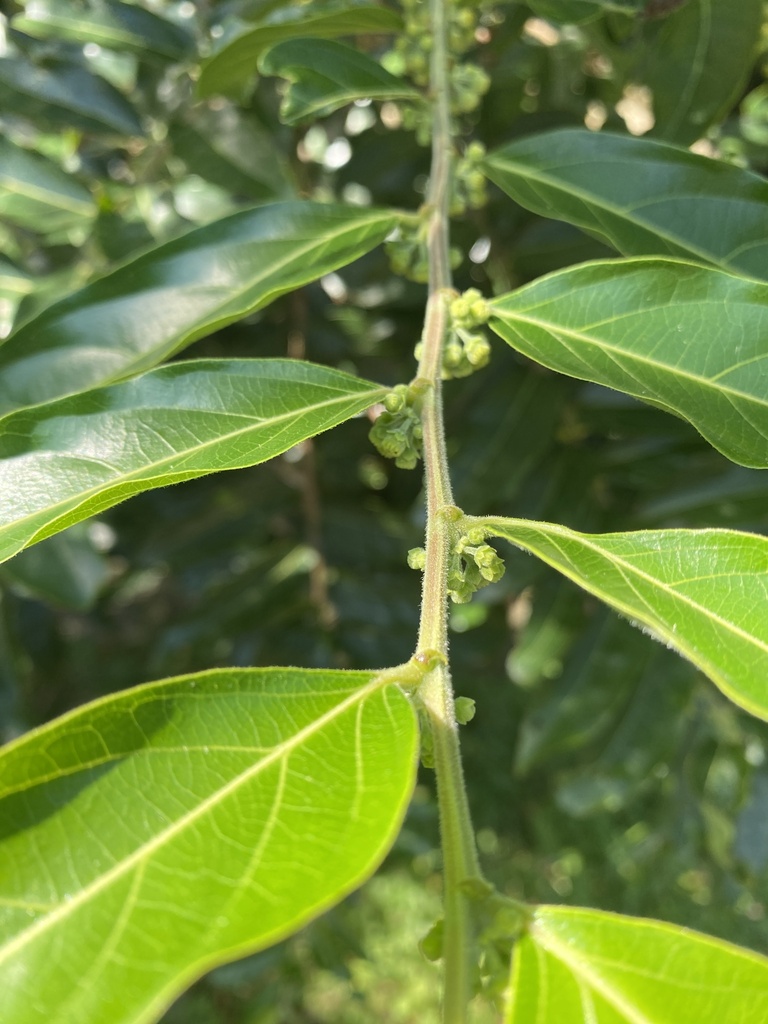 Glochidion philippicum from 墾丁國家公園, 滿州鄉, PIF, TW on November 8, 2023 at ...