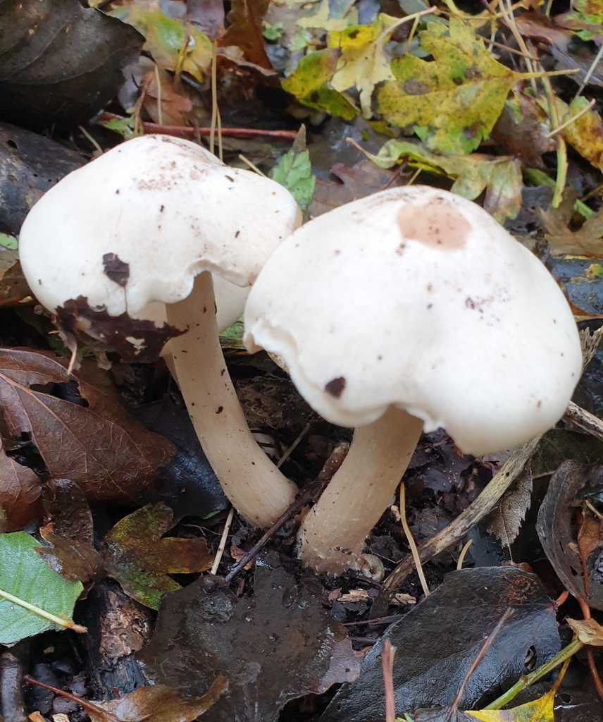 Flowery Blewit from 2202 Noordwijk, Nederland on November 8, 2023 at 10 ...