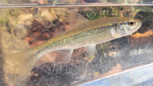 Northern Striped Shiner (Subspecies Luxilus chrysocephalus ...