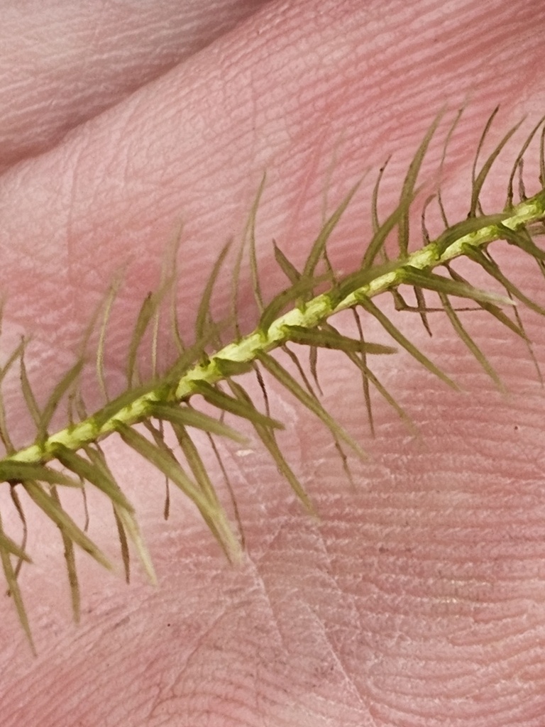 Stream Bogmoss from Silver Run Lake, Sanford, NC, US on September 27, 2023 at 10:52 AM by Mark ...