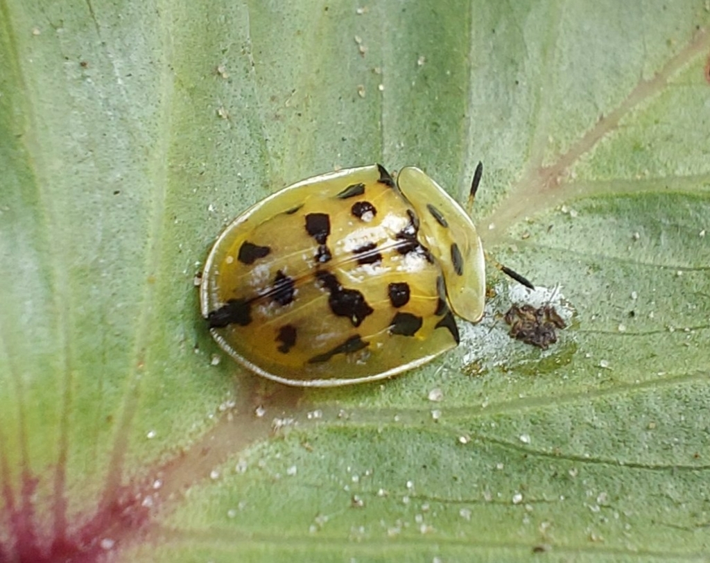 Aspidimorpha deusta from David Low Way at Coolum Beach, Coolum Beach ...