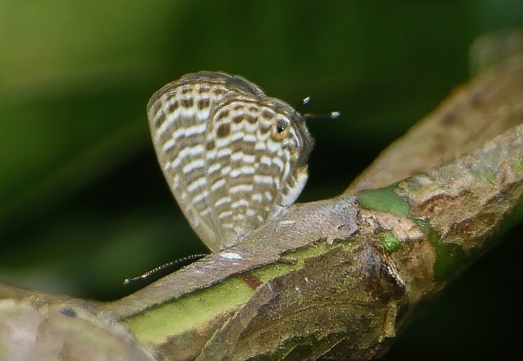 Transparent 6-line Blue from Madugundi, Karnataka, India on November 8 ...