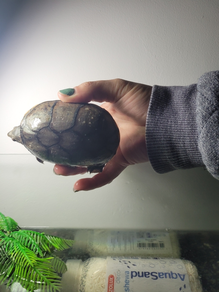 Eastern Musk Turtle from 62110 Hénin-Beaumont, France on November 8 ...