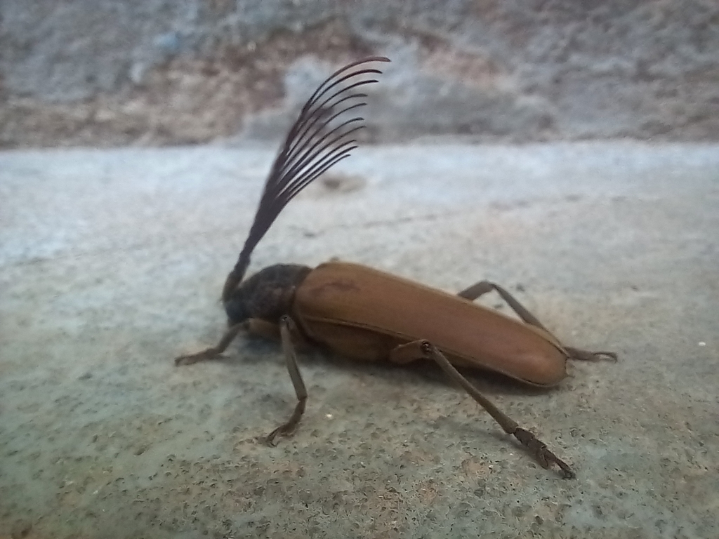 Round-necked Longhorn Beetles from La Macarena, Meta, Colombia on ...