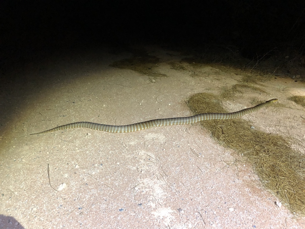 Woma Python in February 2020 by frankcolacicco · iNaturalist