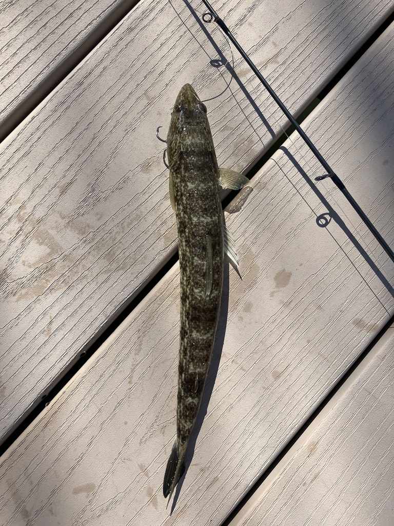 Inshore Lizardfish from Smacks Bayou, Saint Petersburg, FL, US on ...