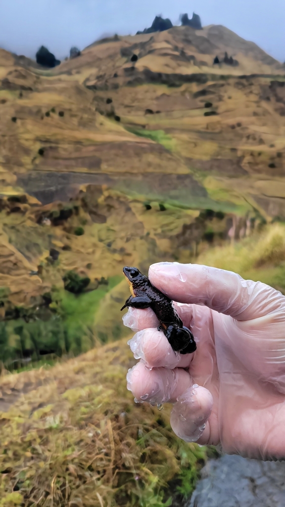 Jambato Toad in October 2023 by Eduardo Herrera C. · iNaturalist