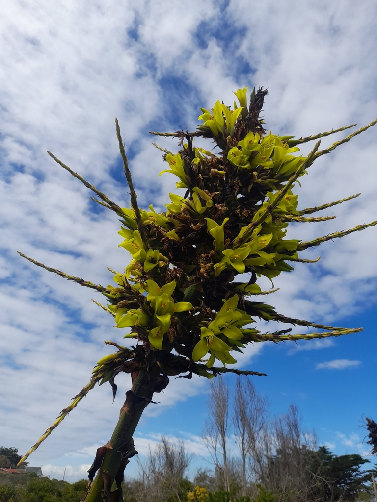 Sheep-eating Plant from Los Molles, La Ligua, Valparaíso, Chile on ...