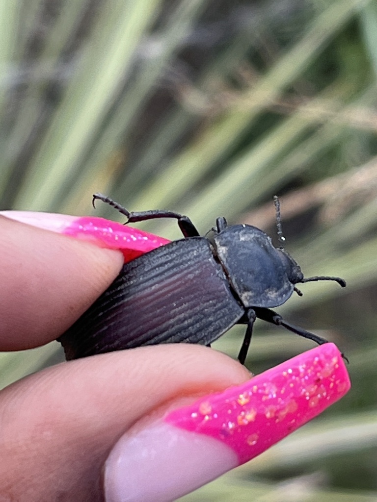 Red-backed Darkling Beetle from Martin Luther King Jr Blvd, Denver, CO ...
