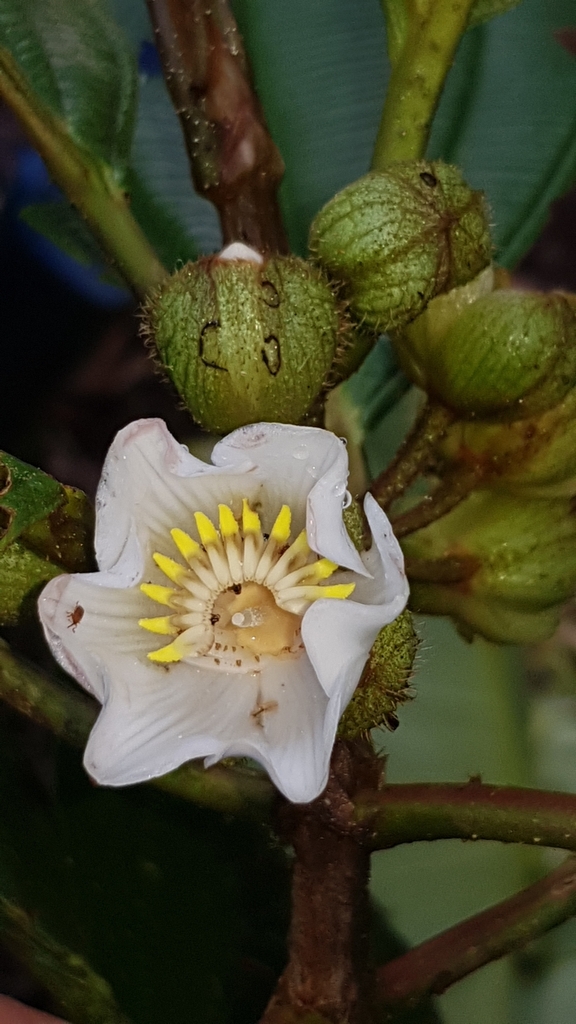 Blakea repens from Archidona, EC-NA, EC on November 7, 2023 at 04:47 PM ...