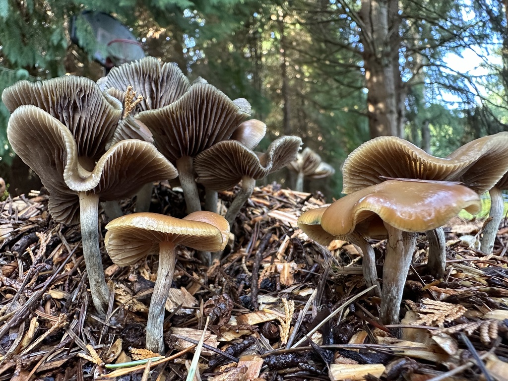 Wavy Cap in November 2023 by Jess Thrift · iNaturalist