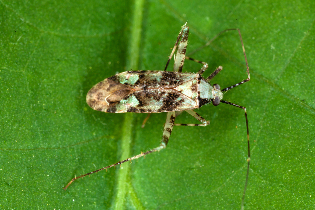 lime plant bug from 94107 Untergriesbach, Deutschland on August 17 ...
