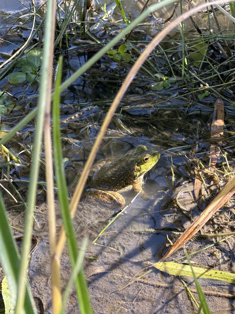 American Bullfrog from University of California, Merced, CA, US on ...