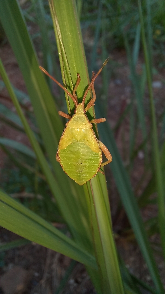 True Bugs from 48802 Jal., México on November 5, 2023 at 05:21 PM by ...