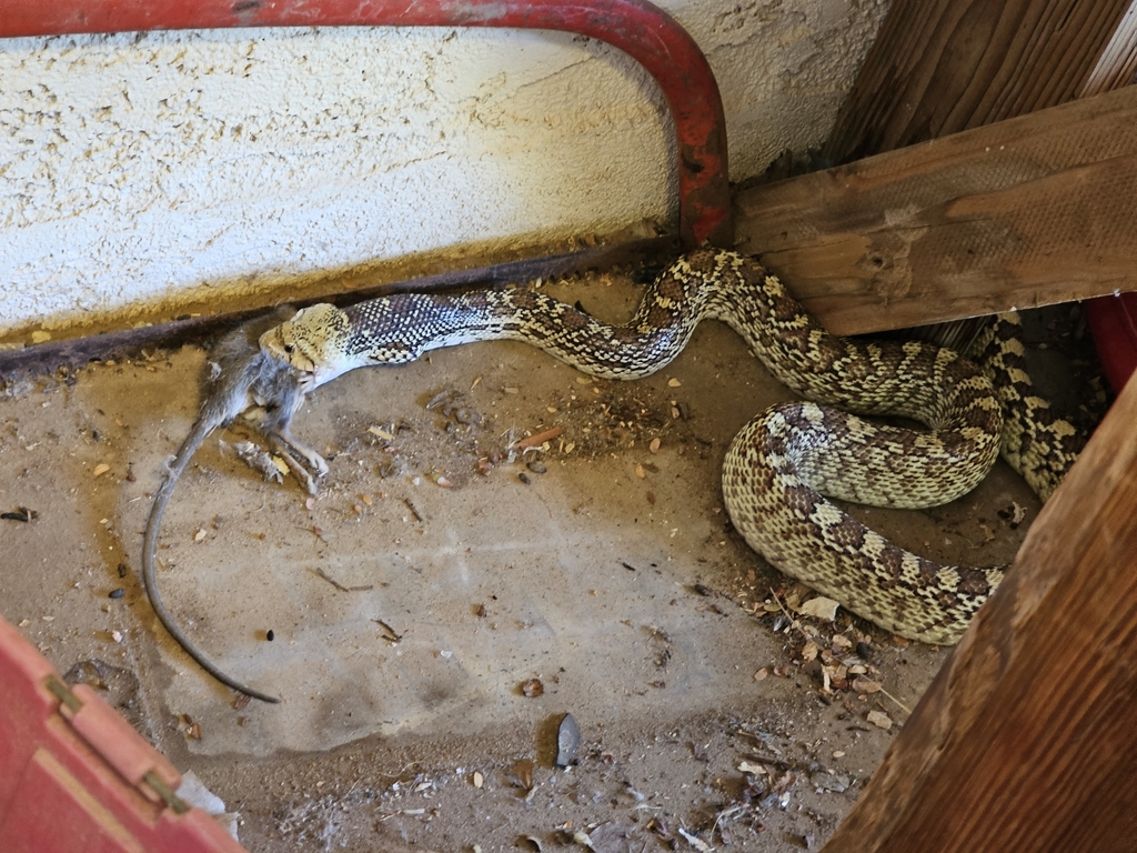 Sonoran Gopher Snake from Apache Junction, AZ, USA on September 24 ...