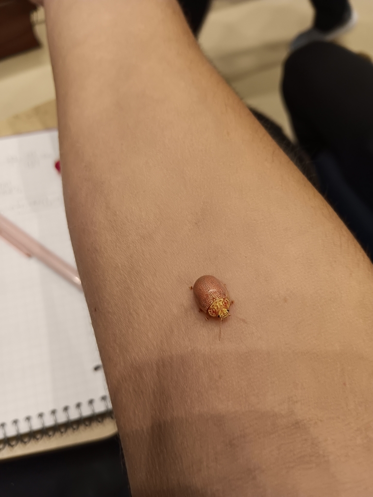 Dotted Paropsine Leaf Beetle from Bridge Annex, Pasadena, CA 91125, USA ...